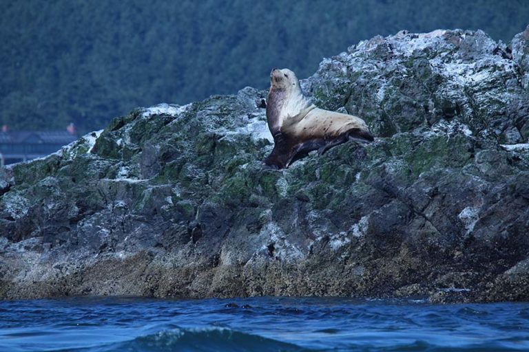 Anacortes Whale Watching Tours - Anacortes Whale Watching Tours